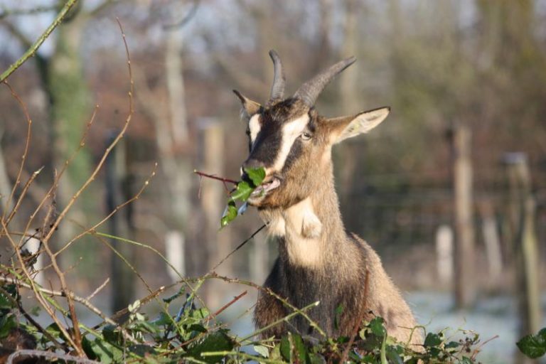 Goat Behavior Demystified - Goat Journal